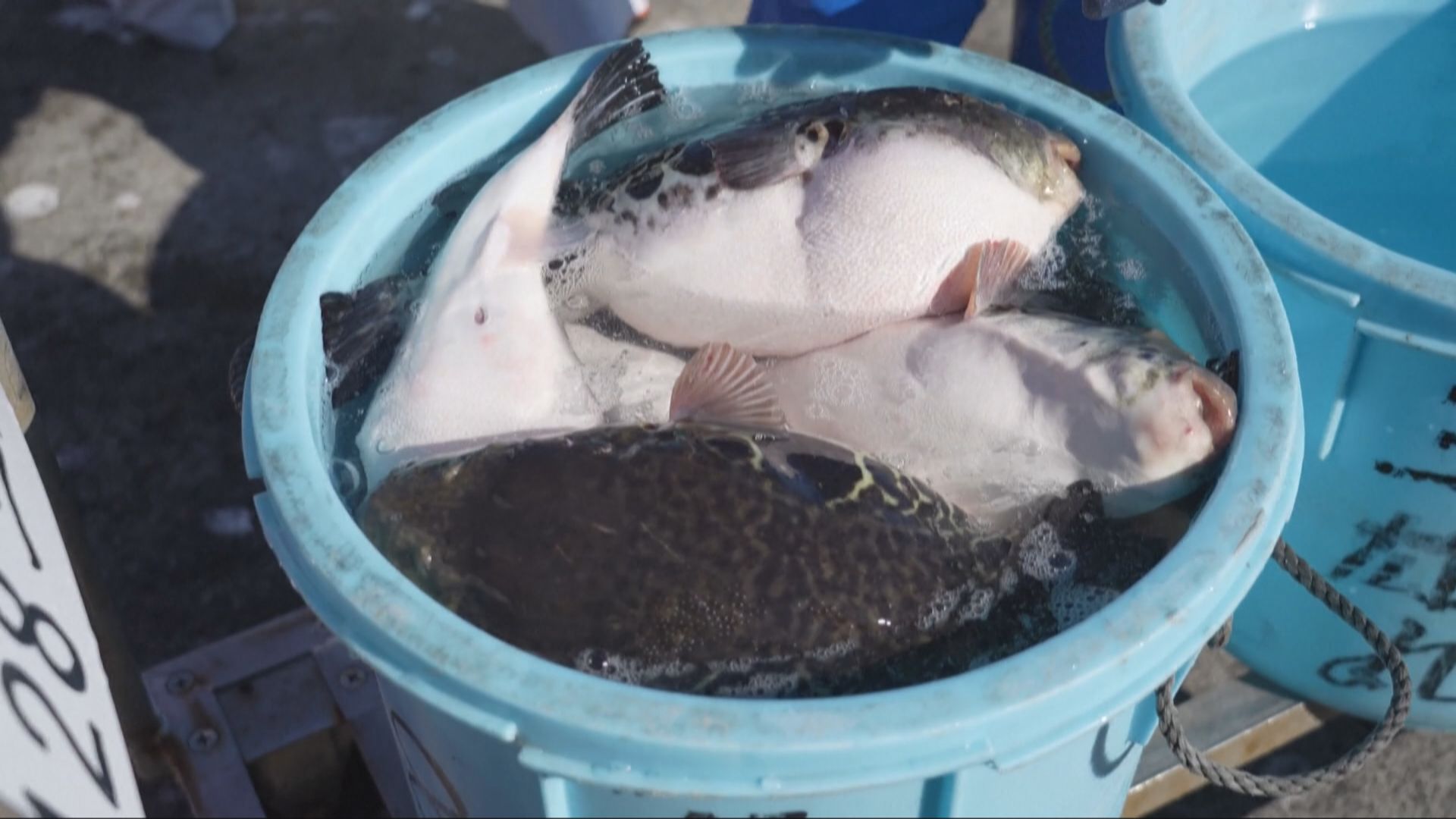 福島漁民超驚喜!河豚之王"虎河豚"暴增10倍 | 國際 | 非凡新聞